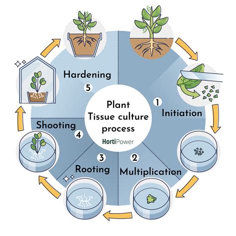 Tissue Culture Food At Lloyd Sutton Blog