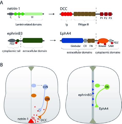 The Ligandreceptor Pairs Netrin 1dcc And Ephrinb3epha4 And Their