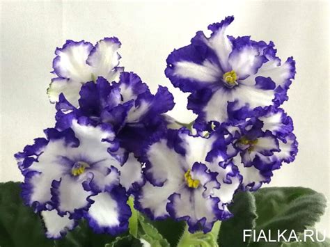 ЛФ-Гжель, детка