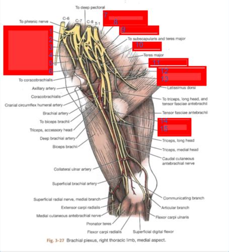 Brachial Plexus Flashcards Quizlet Brachial Plexus Flashcards Quizlet