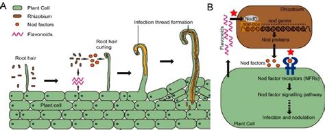 21 Establishment Of Legume Rhizobia Symbiosis A Major Events In The