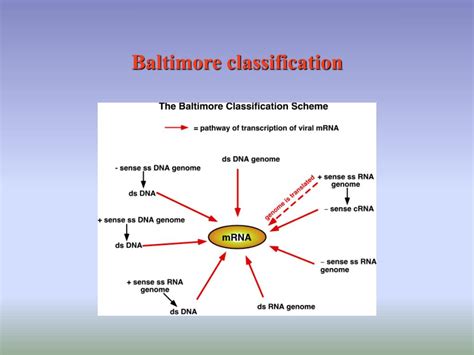 Ppt General Virology Powerpoint Presentation Free Download Id1270837