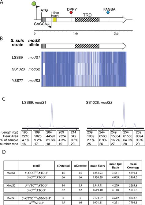 Streptococcus Suis Contains Three Allelic Variants Of The New Download Scientific Diagram