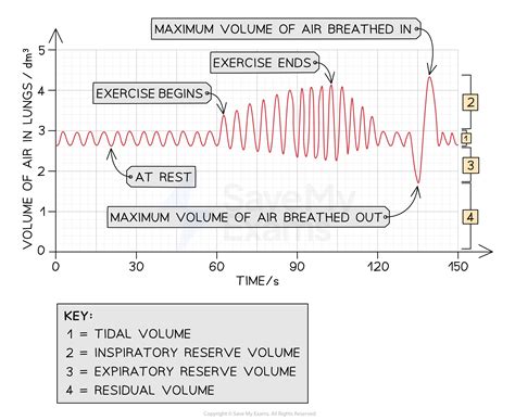 Spirometry Trace Diagram At Susan Ramirez Blog