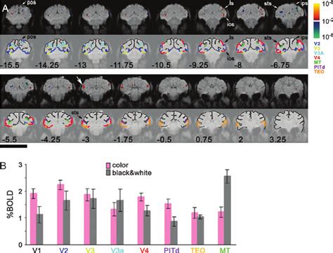 Color Biased And Luminance Biased Responses In Macaque Visual Cortex Download Scientific
