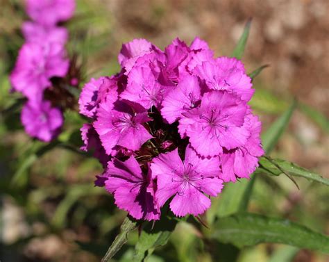 1 000 무료 카네이션 And 자연 이미지 Pixabay