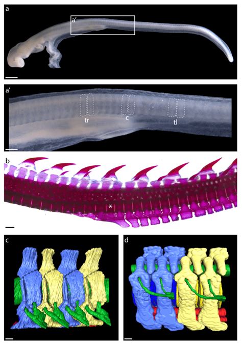 Segmental Organization Of Paraxial Mesoderm And The Vertebral Skeleton Download Scientific