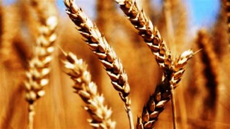 Wheat Imports Via Gwadar On The Cards Centreline