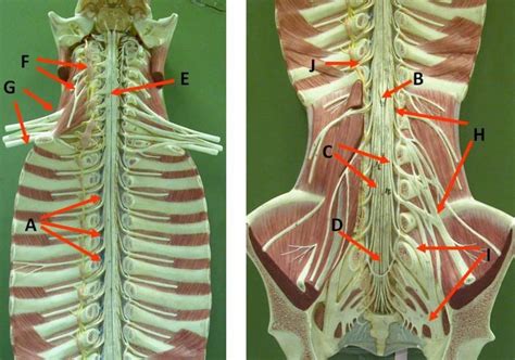 Spinal Nerves Diagram Quizlet Spinal Nerves Diagram Quizlet