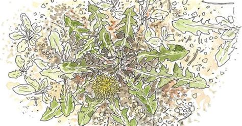 [소년중앙] 강한 생명력으로 노랗게 봄을 물들이는 꽃