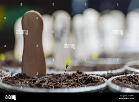 Single Seedling Emerging From Soil Stock Photo Alamy