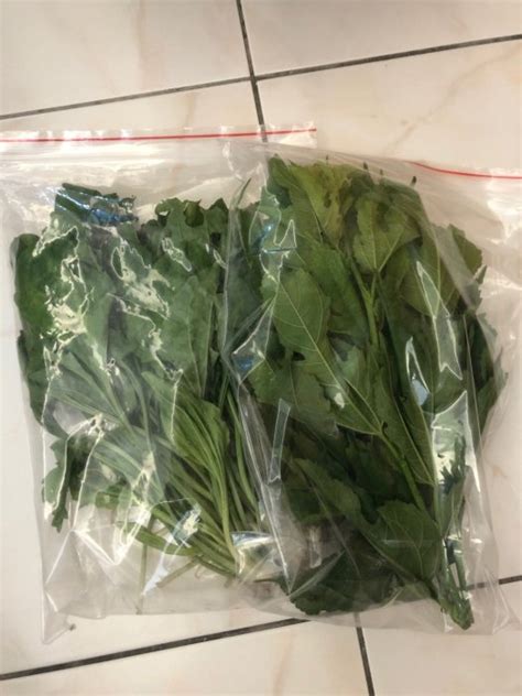 車前草 黃鵪菜 鬼苦苣 黃鵪菜 扶桑葉 朱槿 構樹 西洋蒲公英 豹龜 星龜 蘇卡達龜 亞達 陸龜愛吃植物總匯A004 Yahoo奇摩拍賣