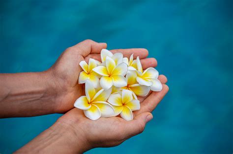파란색 수영장 배경에 흰색 향기로운 꽃을 들고 여자의 손 쌍 소녀 손과 플루메리아 열대 꽃입니다 근접 촬영 꽃 식물에 대한 스톡 사진 및 기타 이미지 Istock