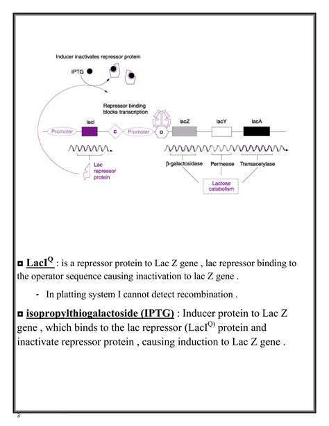 Multiple Cloning Site And Bacteriophage Lambda λ Phage Pdf