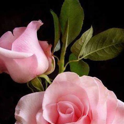 Asmaa Samir National Research Center Egypt Cairo Nrc Department Of Food Science And