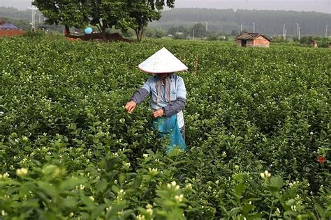 一方水土：广西横县，茉莉花香入茶骨茉莉花横县茉莉花茶新浪新闻
