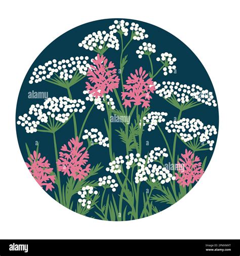 Hand Drawn Illustration Of White Cow Parsley Pink Pyramidal Orchid Meadow Wild Flowers