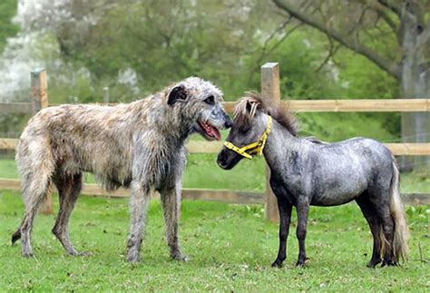 Irish Wolfhounds Are Both Funny And Incredibly Large 45 Pics
