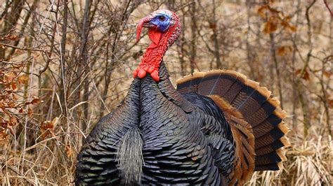 Pozor Na Moriaka Najväčší Hrabavý Vták Ameriky Je Bitkár