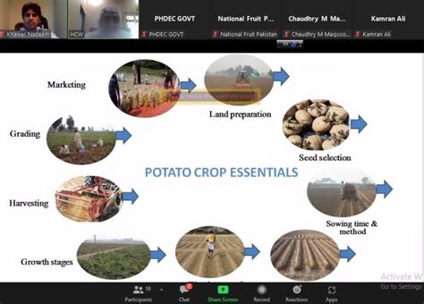 Potato Crop Production Harvesting Post Harvest Handling And Export Issues Phdec