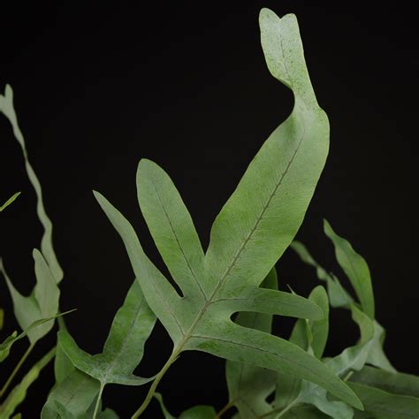 Gold Foot Fern Phlebodium Aureum