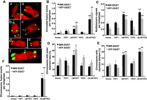 Chromosomal Aberrations In Fibroblasts Expressing Δmtrf1 Or ΔbΔmtrf2