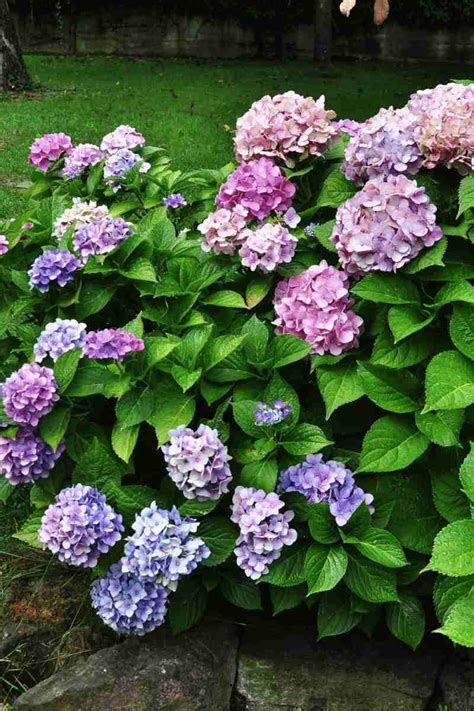 How To Grow Hydrangeas Beginners Guide Hydrangea Love