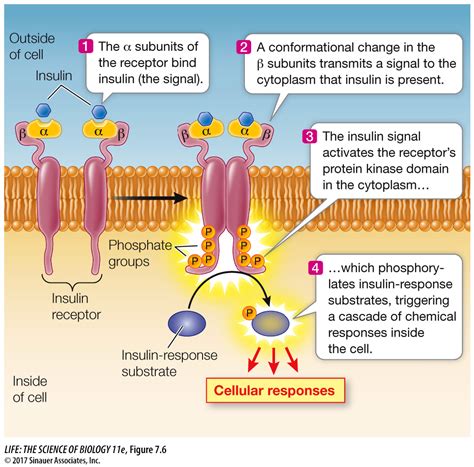 Receptor Tyrosine Kinase Insulin Jci Insulin Receptor Thr1160