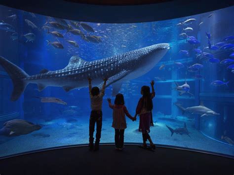 오사카 가이유칸 일본 최대 규모의 수족관