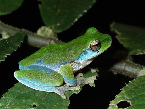 Blue Tree Frog