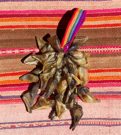 Shaker Seed Amazon Chajchas Traditional Andean Instrument Etsy