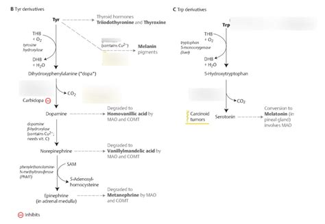 Tyrosine Derivatives Diagram Quizlet