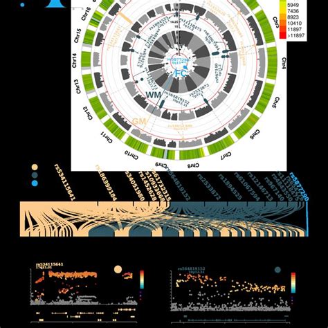 Gene Drug Disease Network Of Multimodal Brain Age Gaps Download