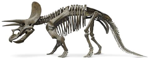 Triceratops Fossil Triceratops Bones Dk Find Out