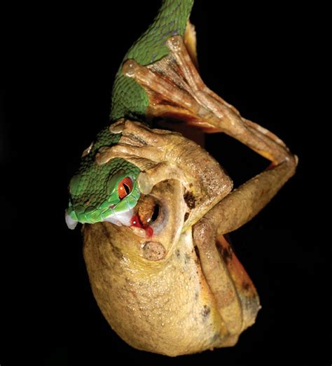 Pictures New Ruby Eyed Pit Viper Discovered National Geographic