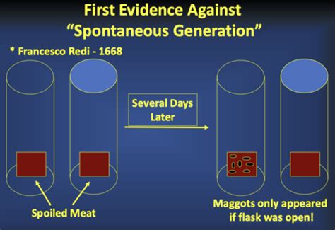 Lecture 3 • The Cell Flashcards Quizlet