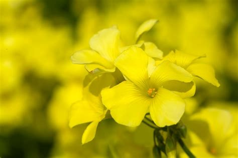 Premium Photo Oxalis Pescaprae Is A Plant Species Belonging To The