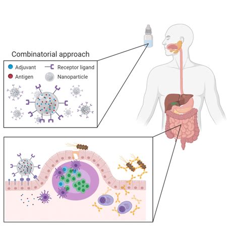 Combinatorial Approach For Novel Oral Vaccines Antigen And Download Scientific Diagram