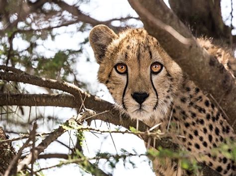 Cheetah Reintroduction Project All You Need To Know World News Update