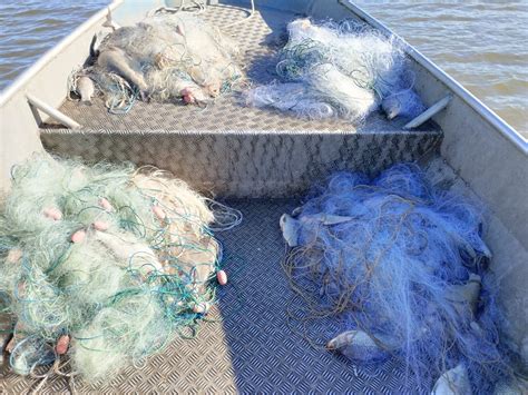 ИАРА дари 70 кг риба на „Зоопарк Бургас“ Новини Всичко за Българския риболов