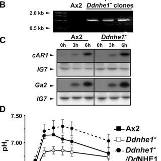 DdNHE1 Expression Is Developmentally Regulated And Is Necessary For