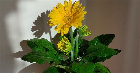 Маргаритка в цветочном горшке · Бесплатные стоковые фото