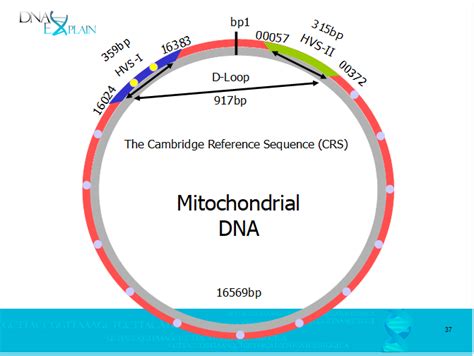 Mitochondrial Dna Loop Dnaexplained Genetic Genealogy