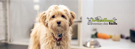 Calculating Pet Boarding Costs What To Expect San Antonio Veterinarian