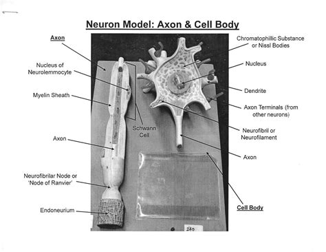 Anatomy And Physiology I Bis 240 Neuron Model Axon And Cell Body
