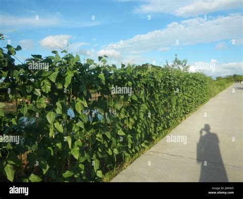 This Photograph Captures Fields Of Vigna Unguiculata Cowpea In Bustos