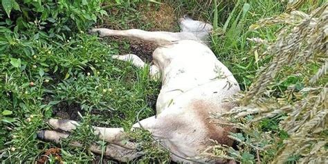 Dvb အကြမ်းဖက်စစ်တပ်က မီးရှို့ဖျက်ဆီးသွားသည့် တန့်ဆည်မြို့နယ် ကျီကုန်းရွာမြင်ကွင်း ဓာတ်ပုံ