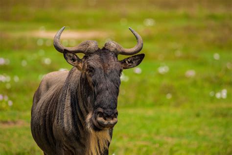Cloudflares Wildebeest Not Looking To Upset Mastodon Users The New Stack