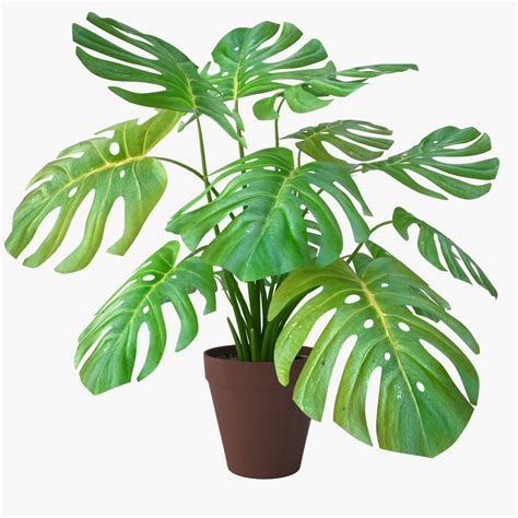 растение монстера 3d Модель 19 Fbx Obj 3ds Max Free3d