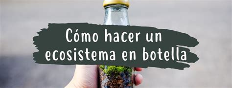 Cómo Hacer Un Ecosistema En Una Botella Pur Plant